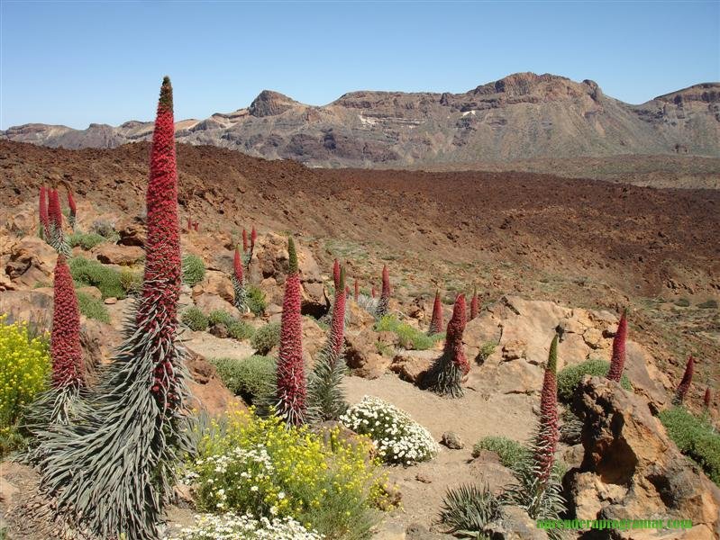 Objetivo... aprender a programar - aprenderaprogramar.com